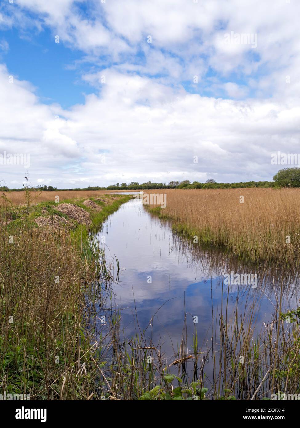 Reeds and wetland habitat at Far Ings, Lincolnshire, England Stock ...