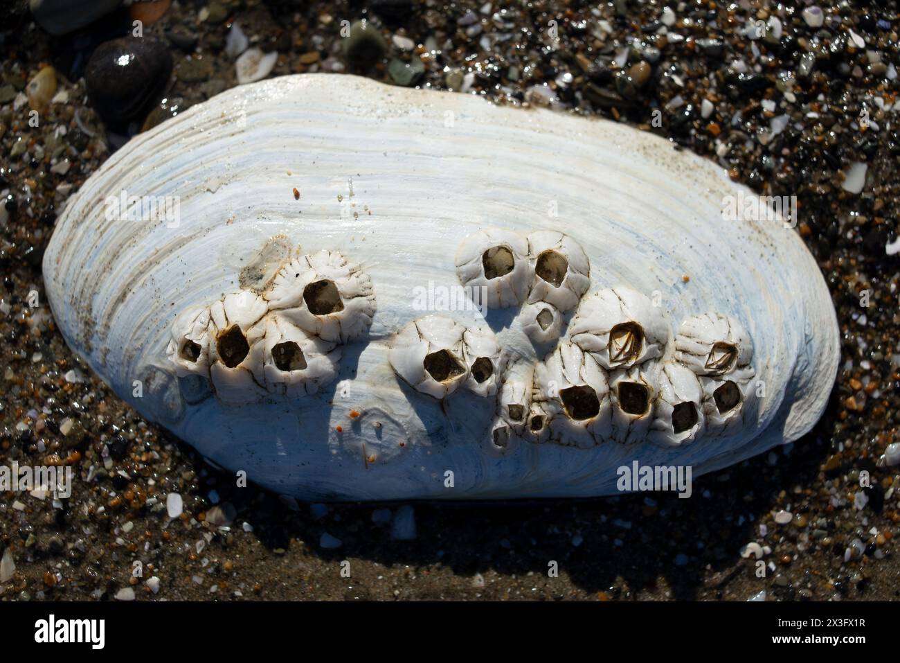 Barnacles on surface of sea shell on beach in Northern Ireland Stock ...