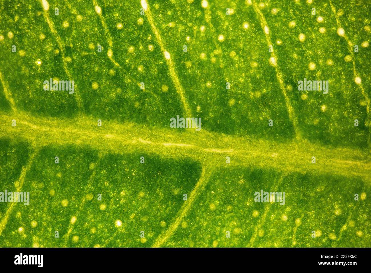 Leaf veins under microscope hi-res stock photography and images - Alamy