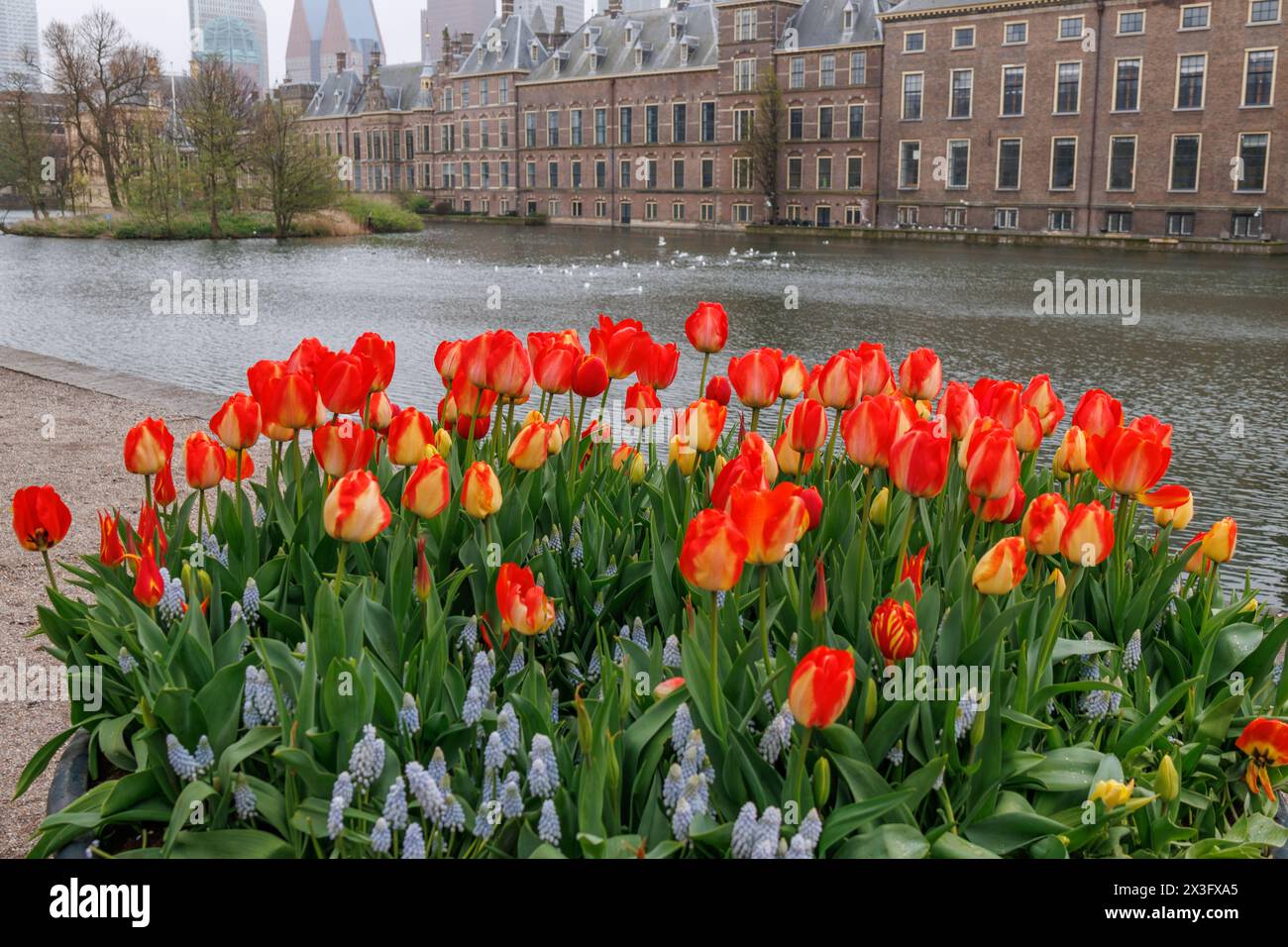 the city of Den haag in the netherlands Stock Photo - Alamy