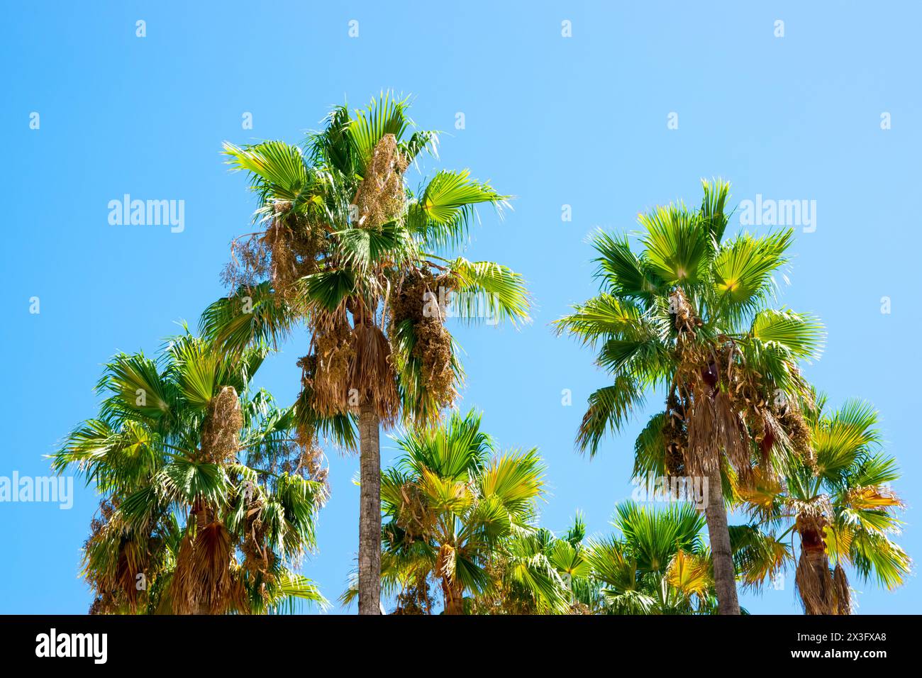 Exotic Palm trees in Spain with sky background. Summer tine and sun ...