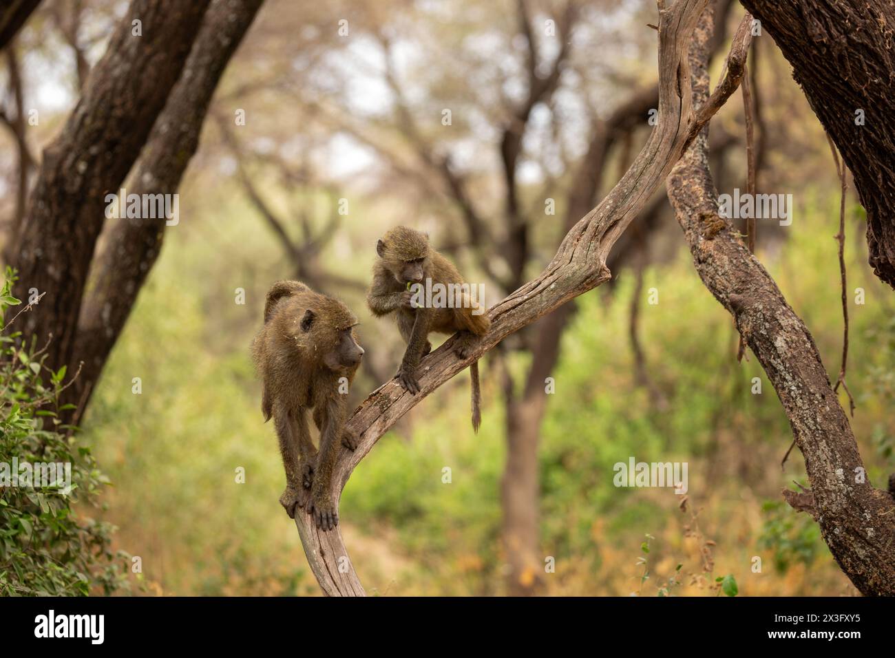 Baboon cubs playing Stock Photo - Alamy