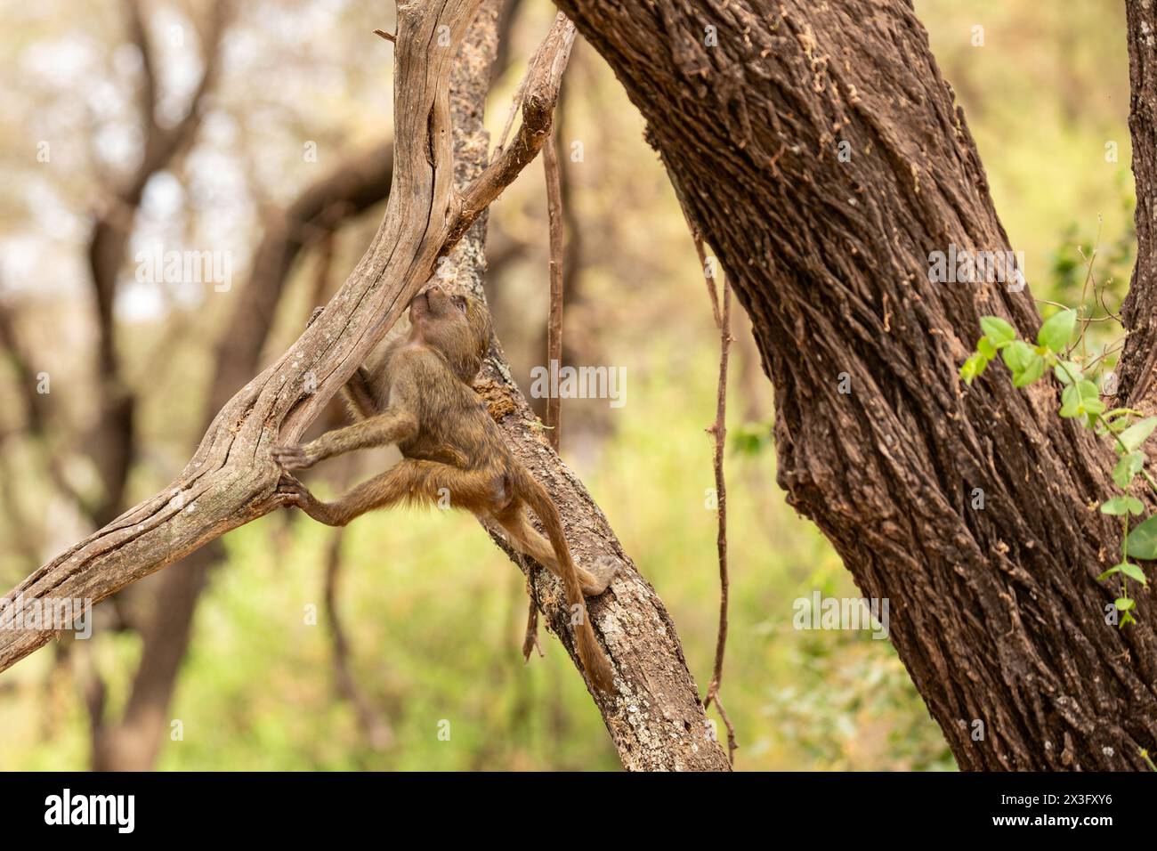 Baboon family in wilderness hi-res stock photography and images - Alamy