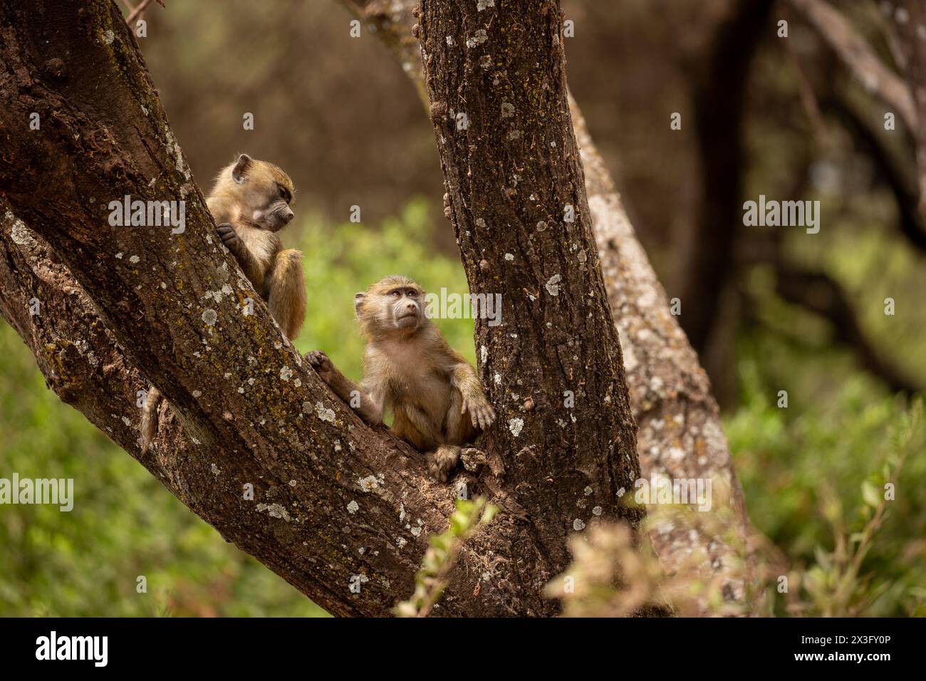 Serengeti baboon family hi-res stock photography and images - Alamy