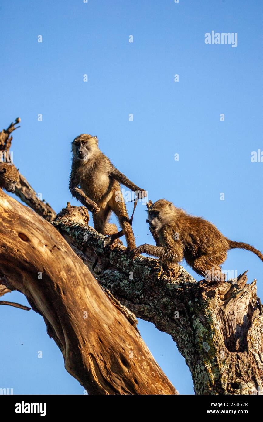 Safari baboon hi-res stock photography and images - Alamy