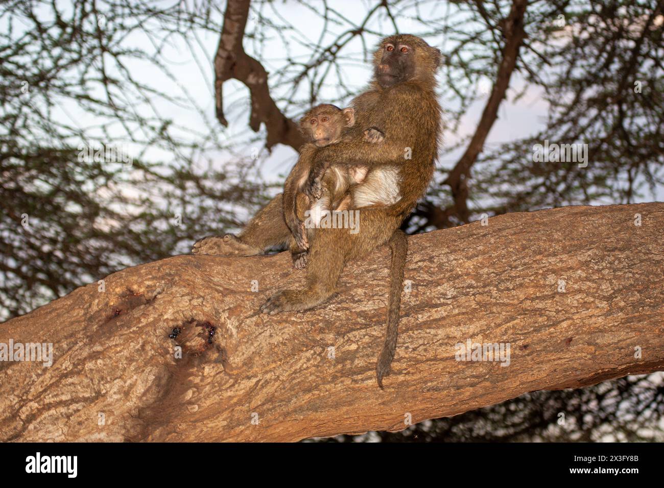 Young Olive baboon in his mother's arms , Tanzania Stock Photo - Alamy