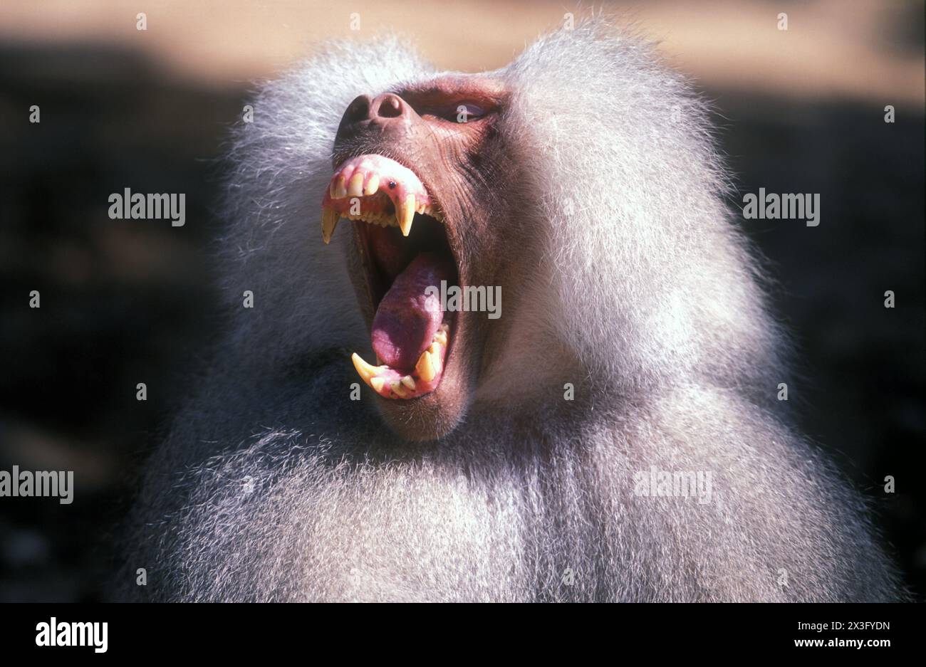 Baboon baring teeth hi-res stock photography and images - Alamy