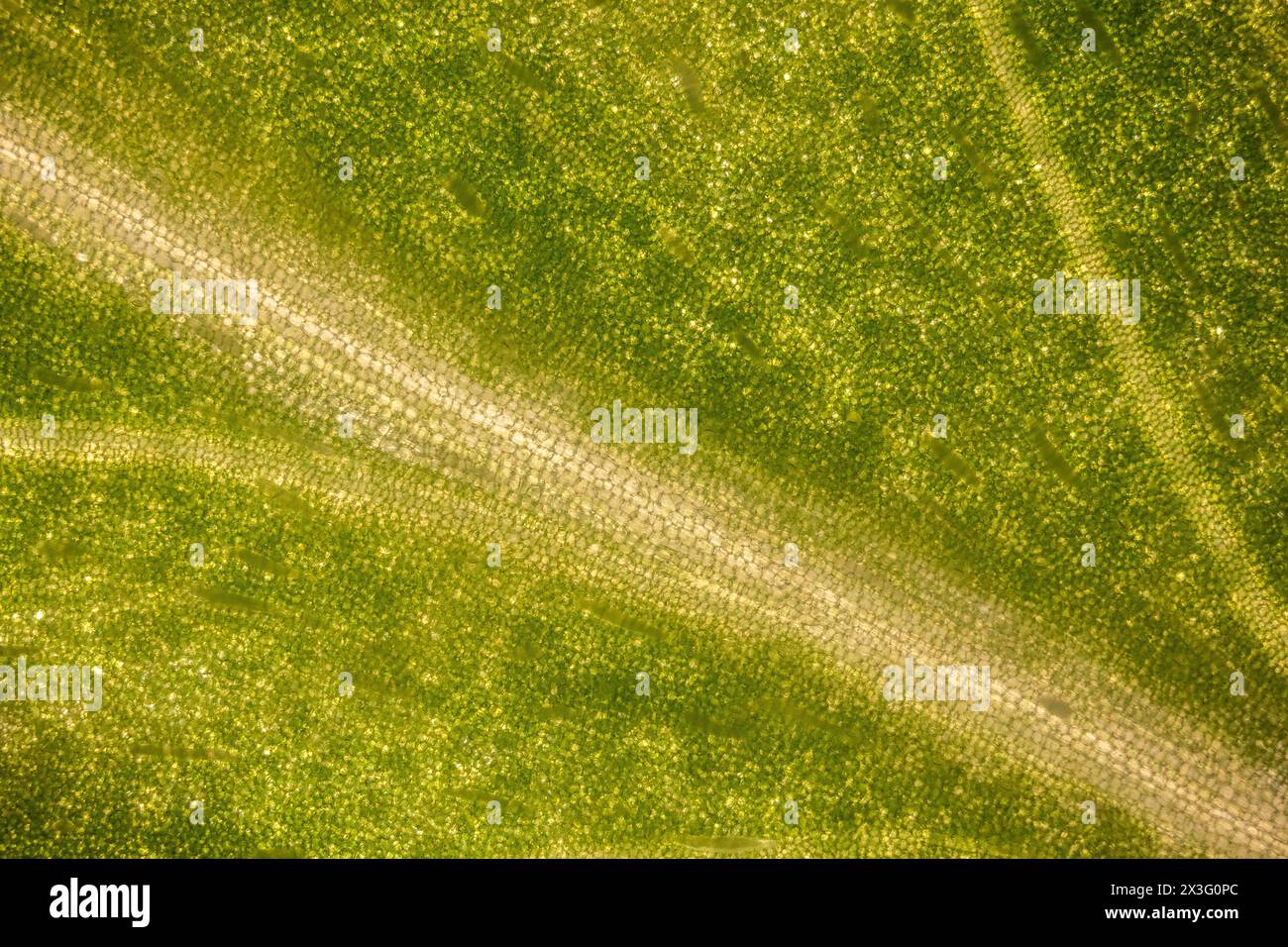 golden pothos leaf (Epipremnum aureum) under the microscope - optical ...