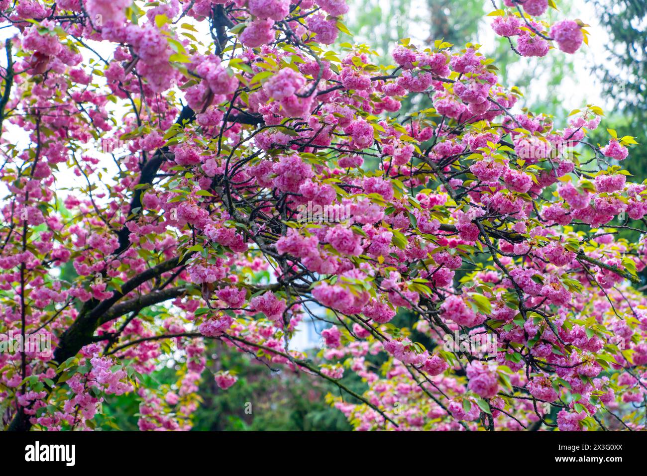 Sakura trees blossom in Dikmen valley in spring, Cankaya, Ankara ...