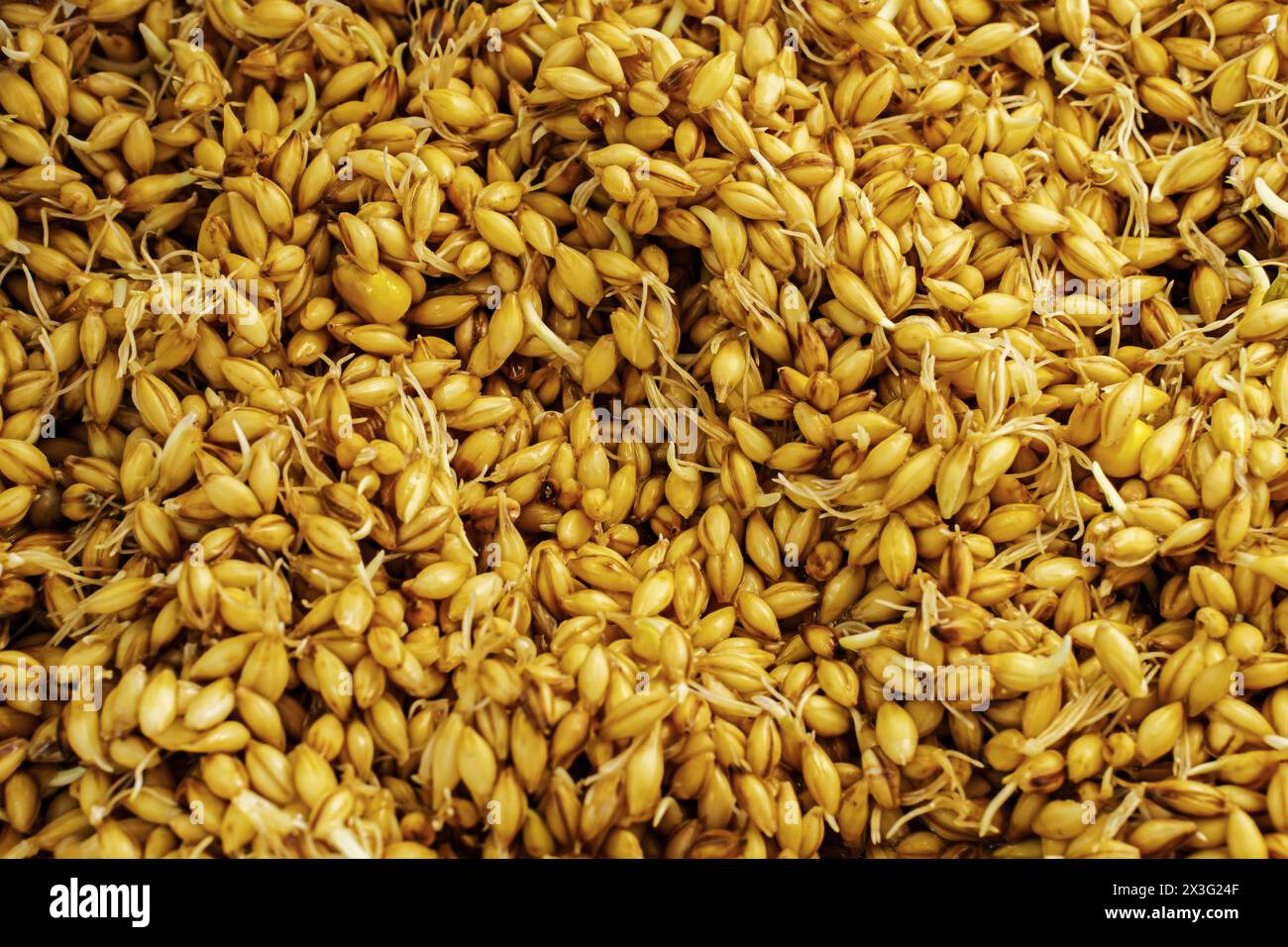 Barley seed germination hi-res stock photography and images - Alamy