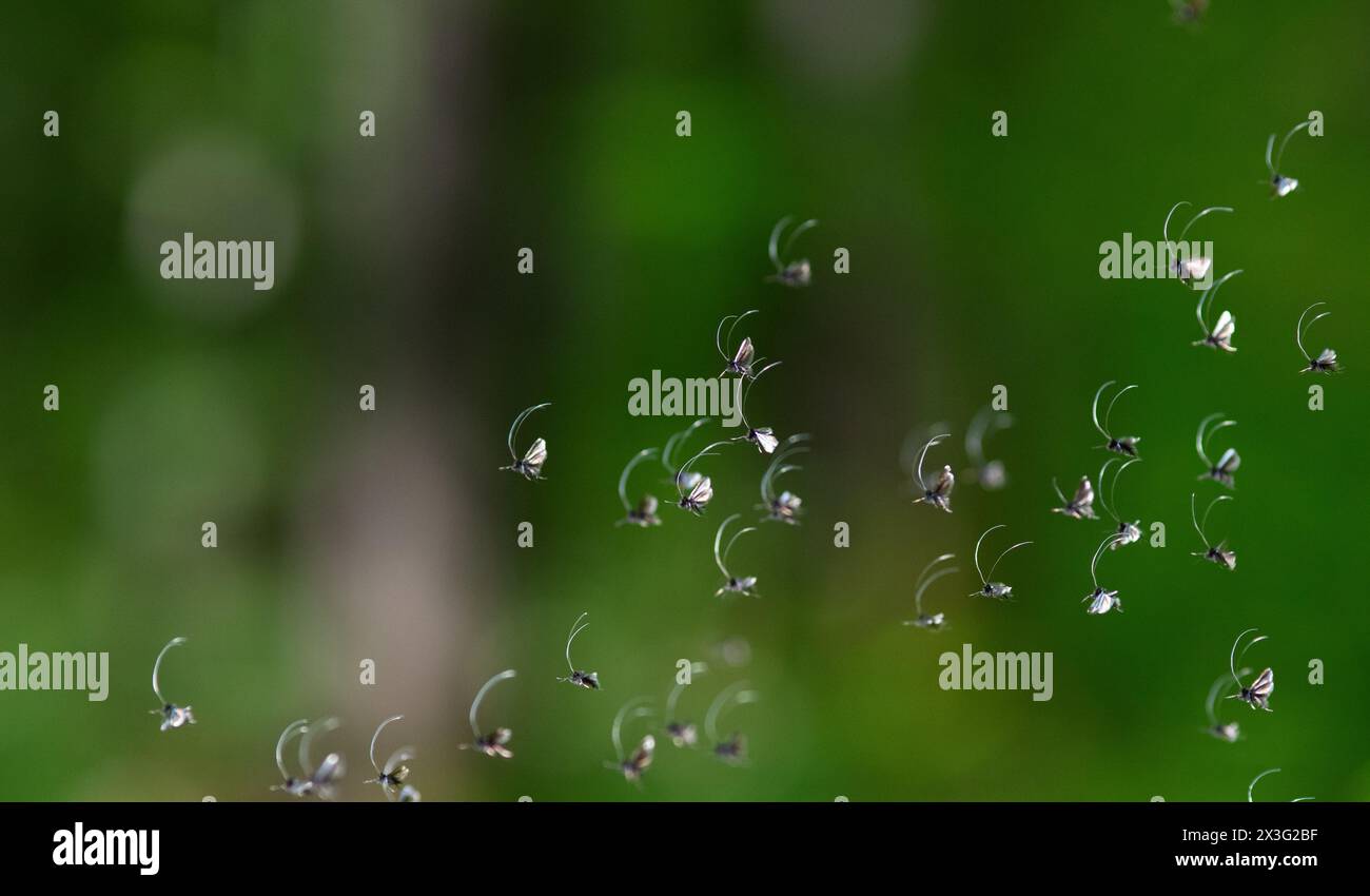 small bugs flying in green forest Stock Photo - Alamy