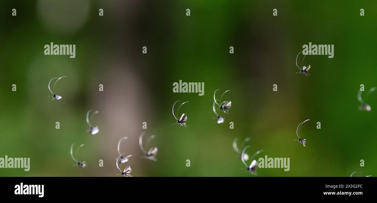 small bugs flying in green forest Stock Photo - Alamy