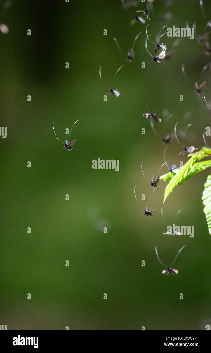 small bugs flying in green forest Stock Photo - Alamy