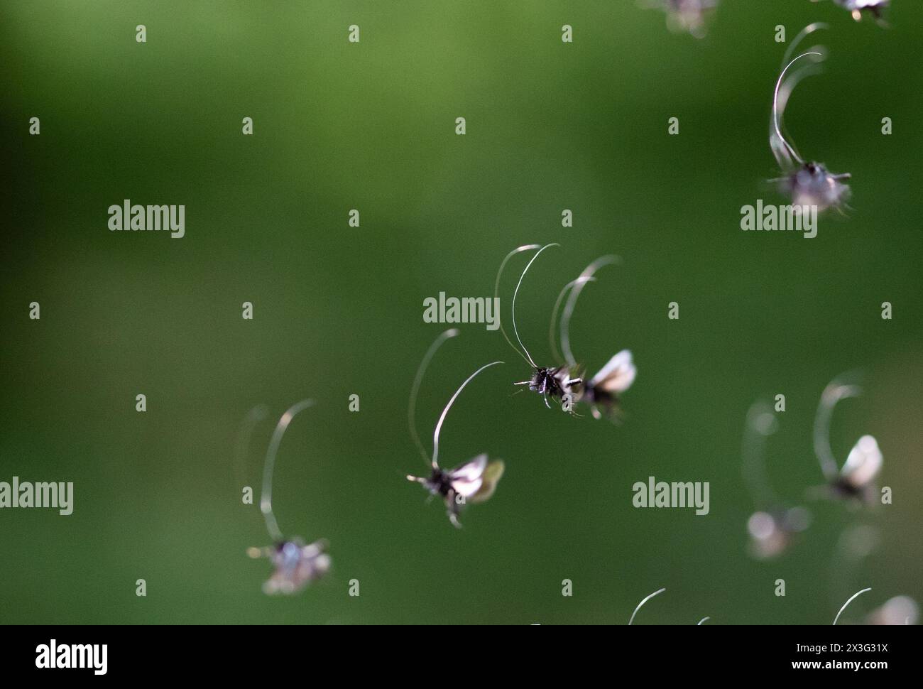 small bugs flying in green forest Stock Photo - Alamy