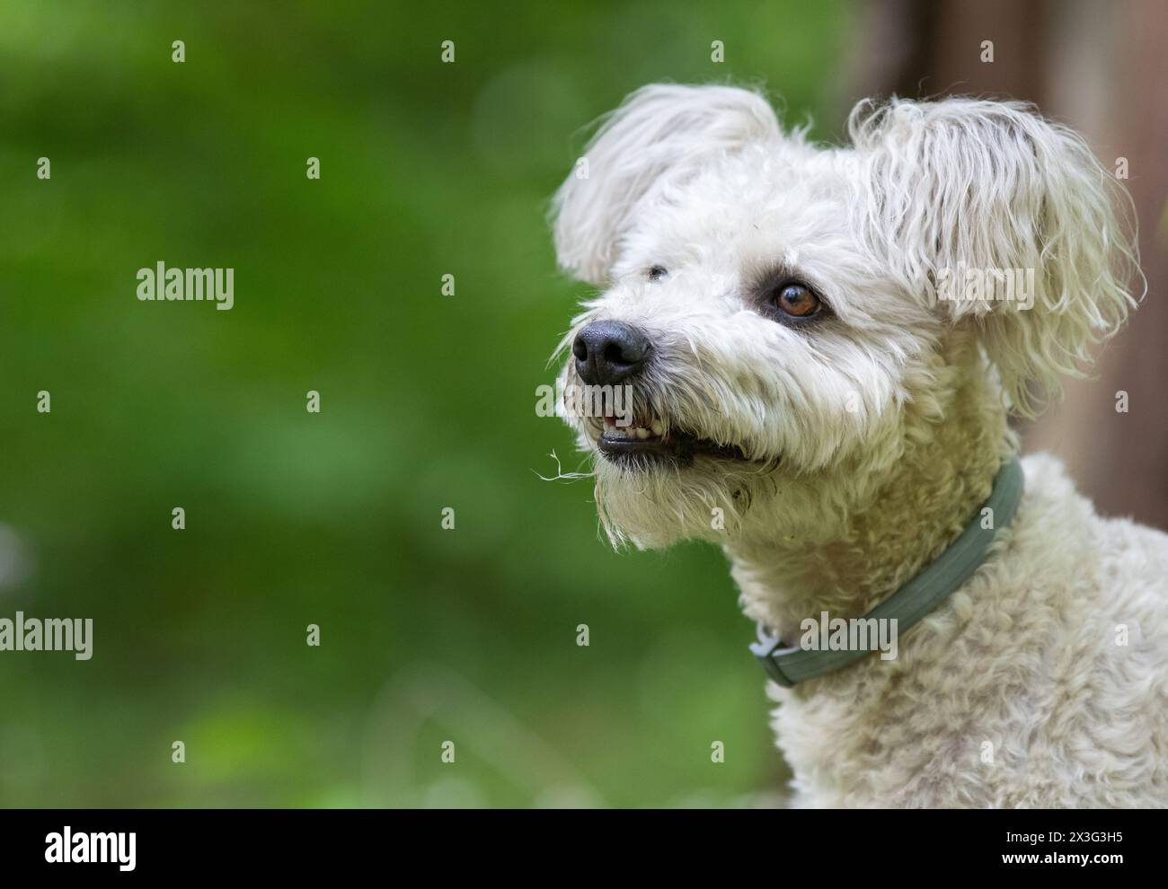 cute little pumi dog enjoying the outdoors Stock Photo - Alamy