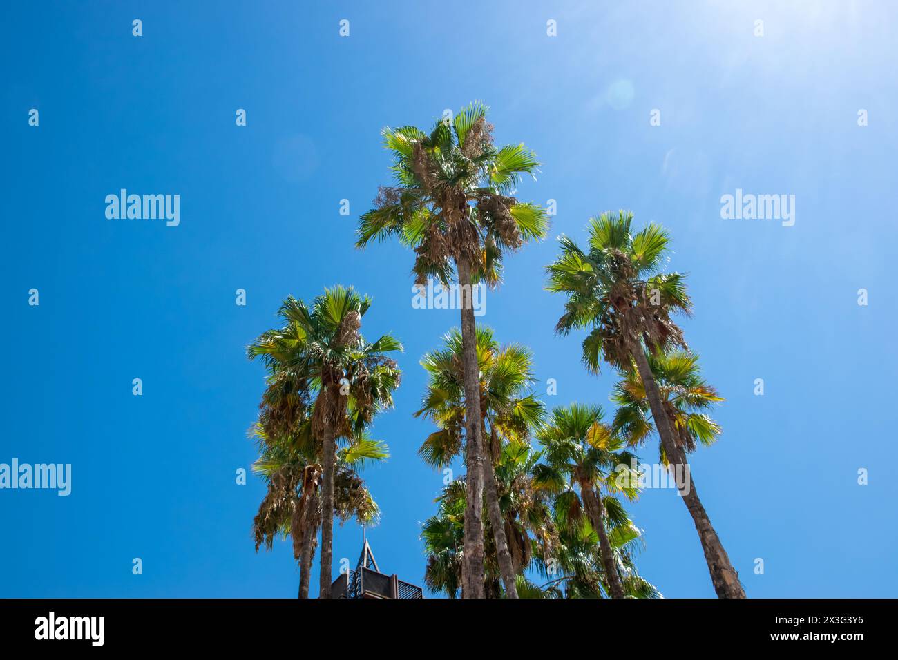 Exotic Palm trees in Spain with sky background. Summer tine and sun ...