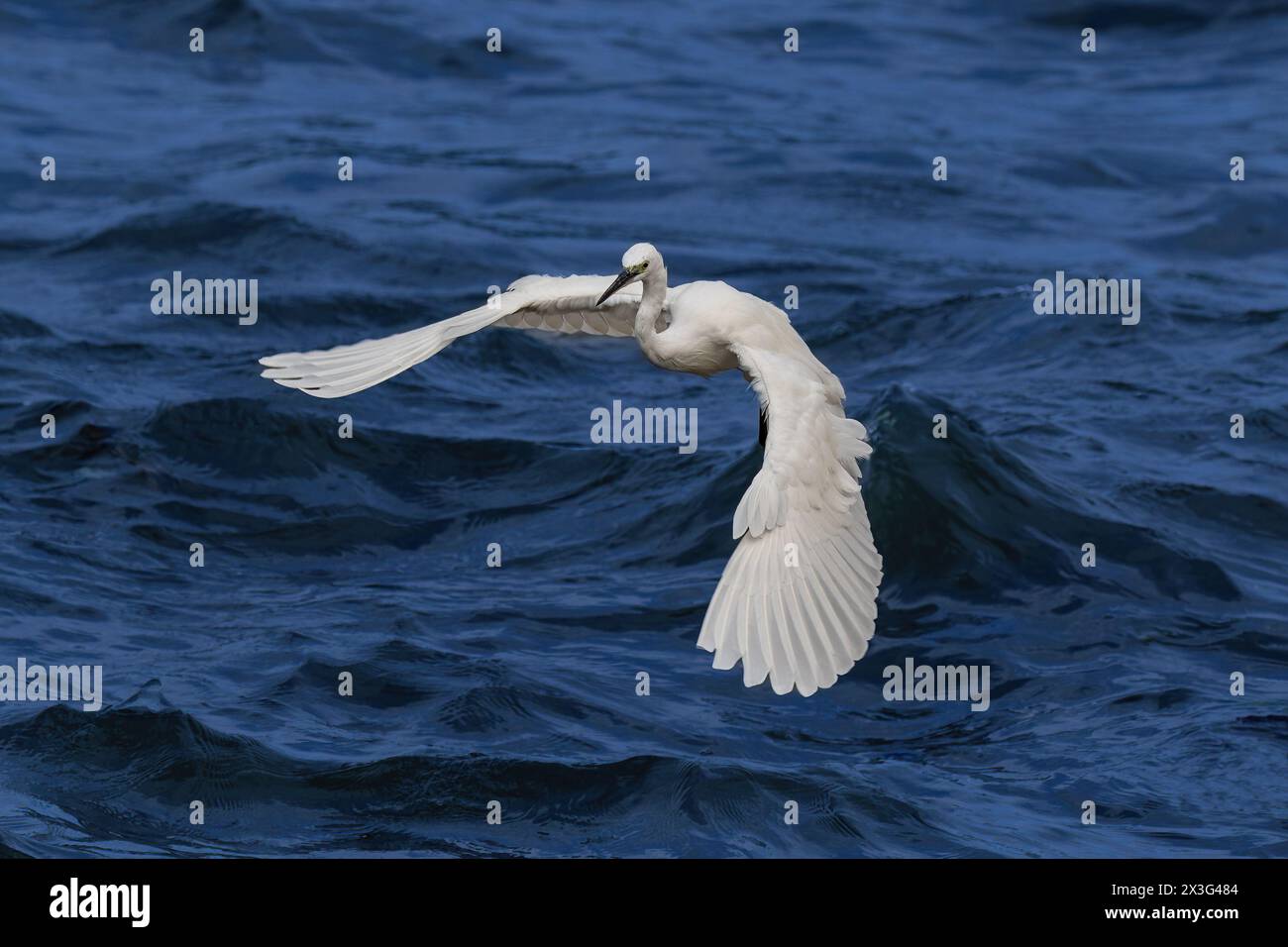 Great Egret (Ardea Alba), wings spread, flying over the blue Chao ...