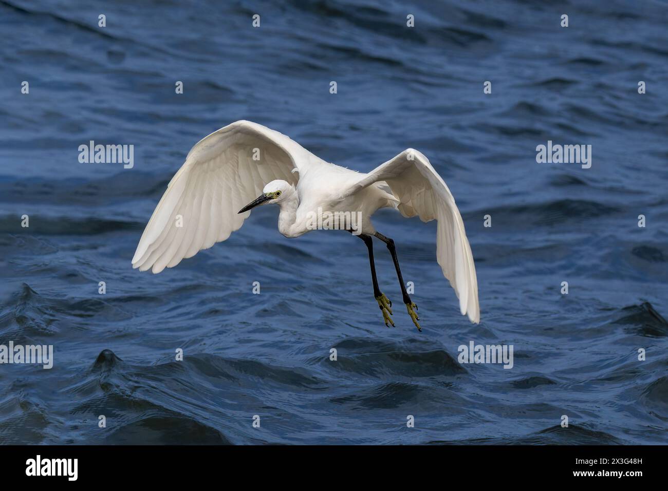 Great Egret (Ardea Alba), wings spread, flying over the blue Chao ...