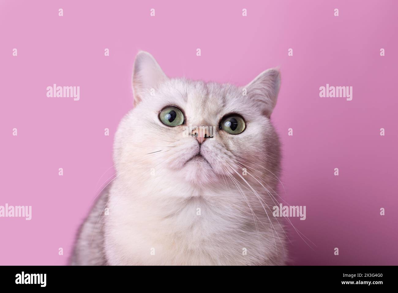 Fluffy cat looks up hi-res stock photography and images - Alamy