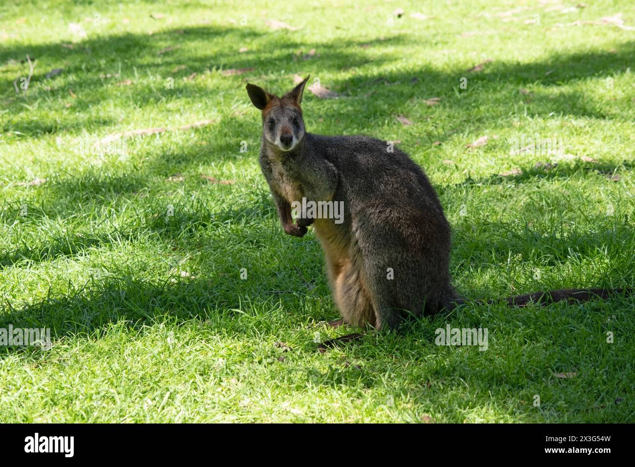The swamp wallaby has dark brown fur, often with lighter rusty patches ...