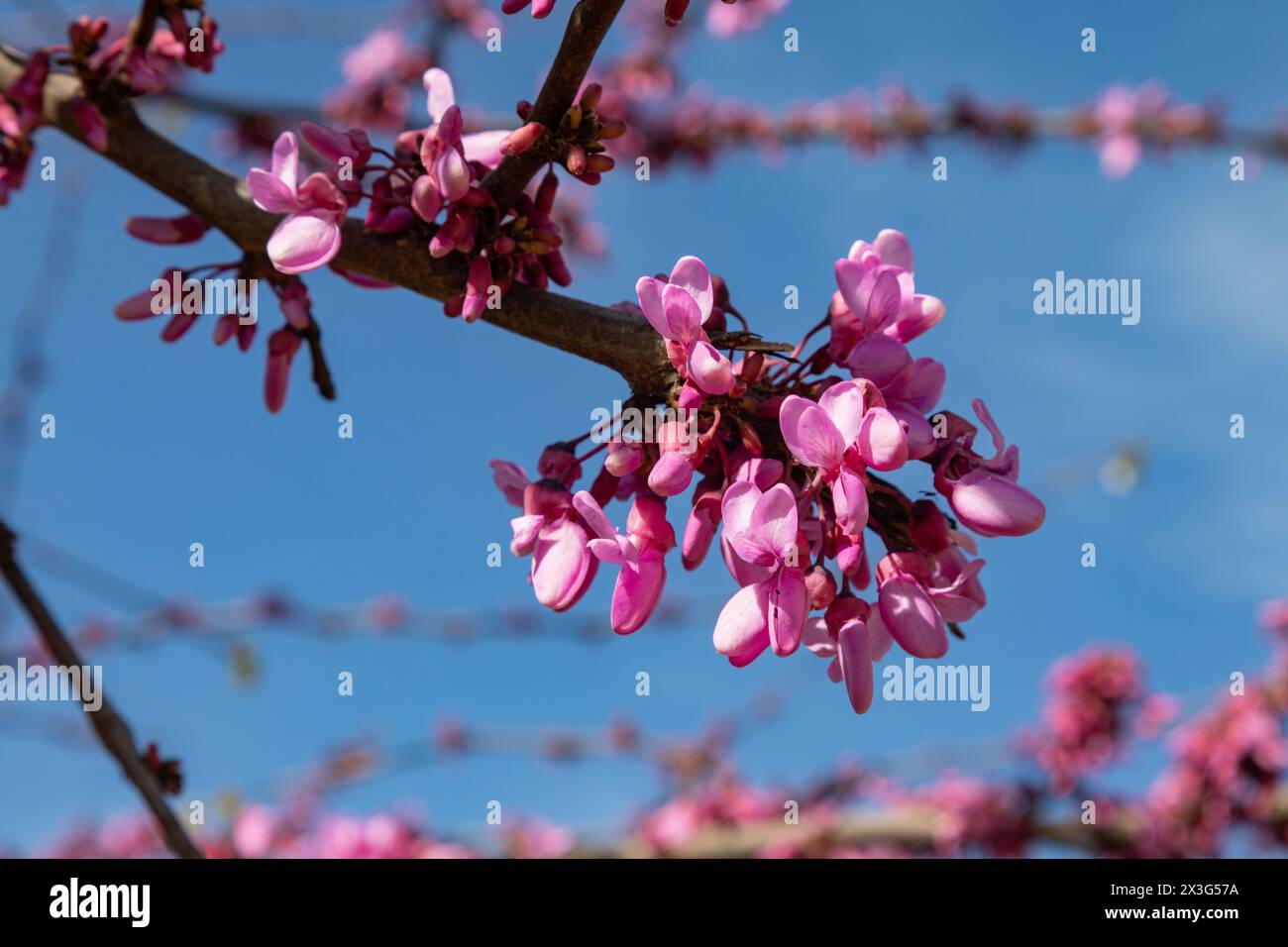 Judas tree with purple flowers, Ancient Olympia, Olympia, Greece Stock ...