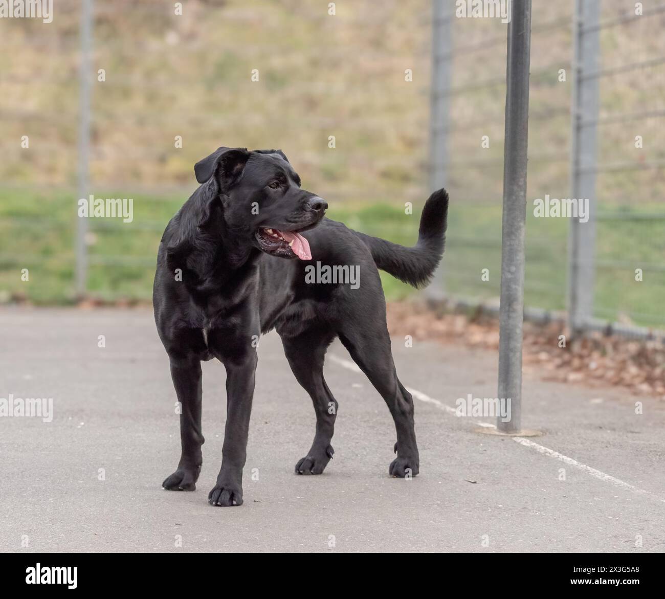 A cane corso german shepherd mix in Jena while training Stock Photo - Alamy