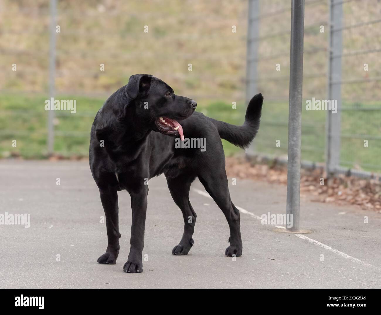 A cane corso german shepherd mix in Jena while training Stock Photo - Alamy