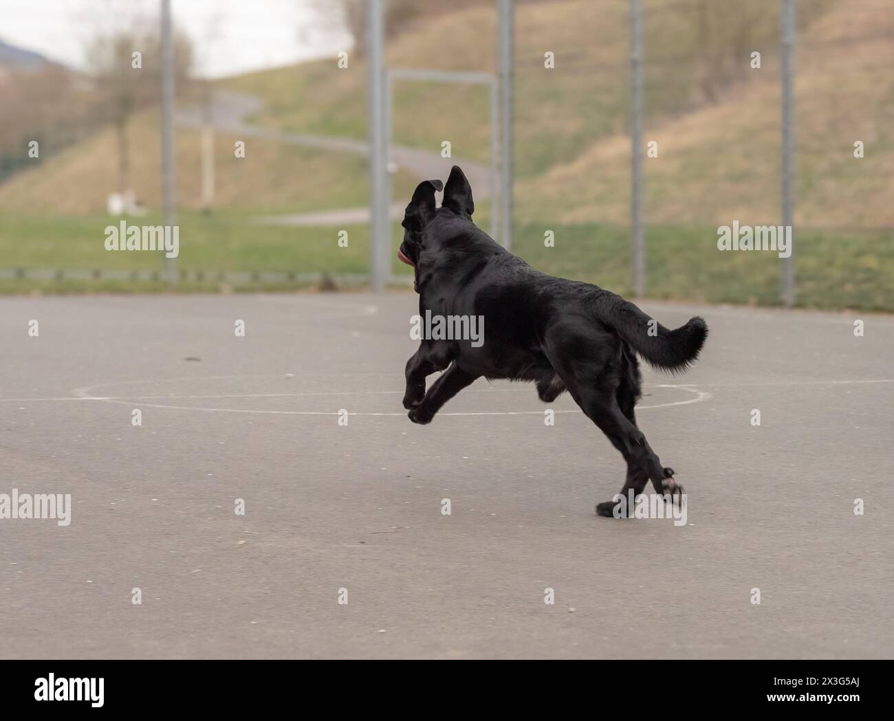 A cane corso german shepherd mix in Jena while training Stock Photo - Alamy