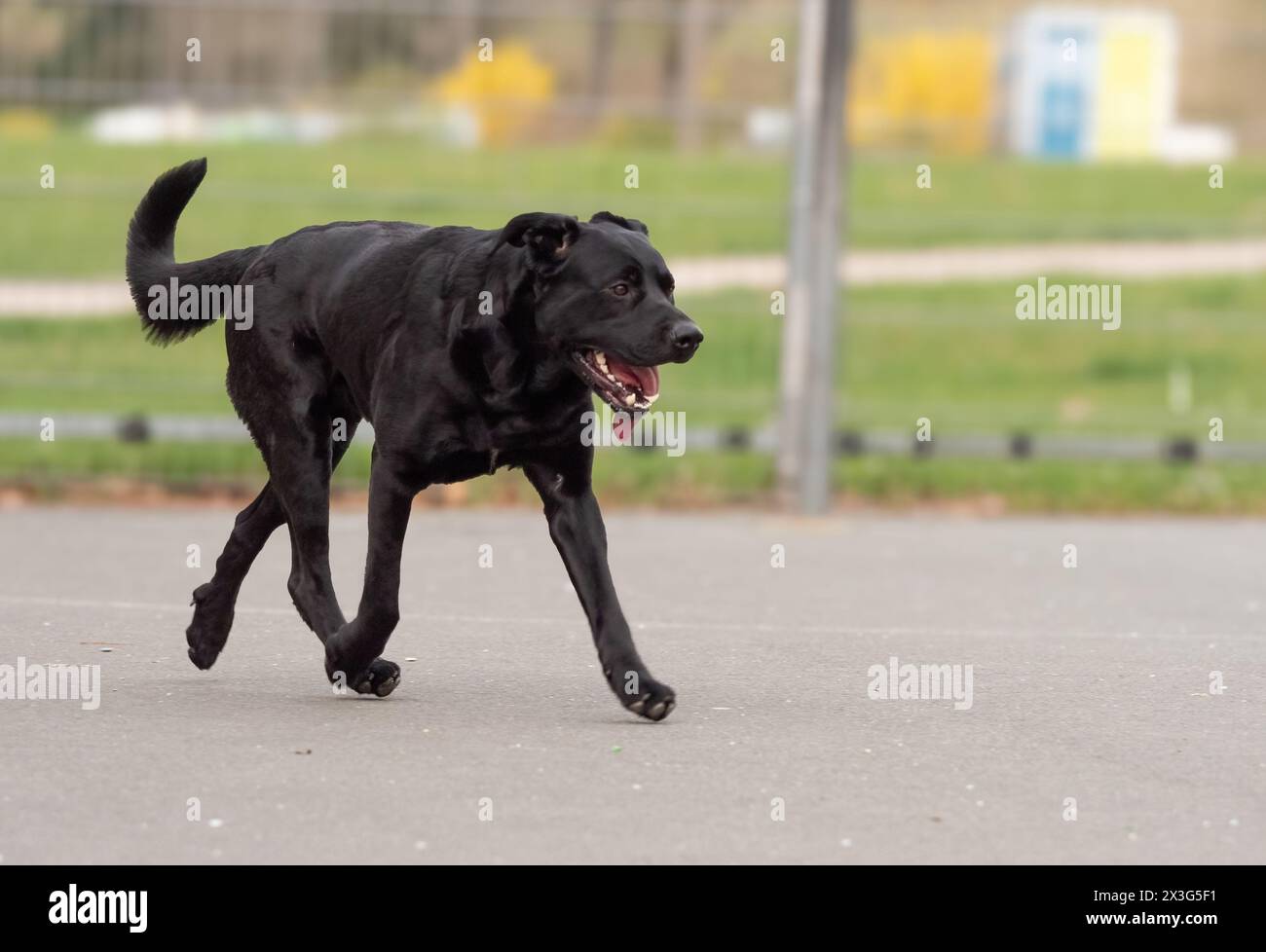 A cane corso german shepherd mix in Jena while training Stock Photo - Alamy