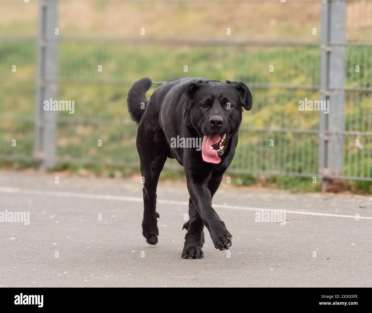 A cane corso german shepherd mix in Jena while training Stock Photo - Alamy