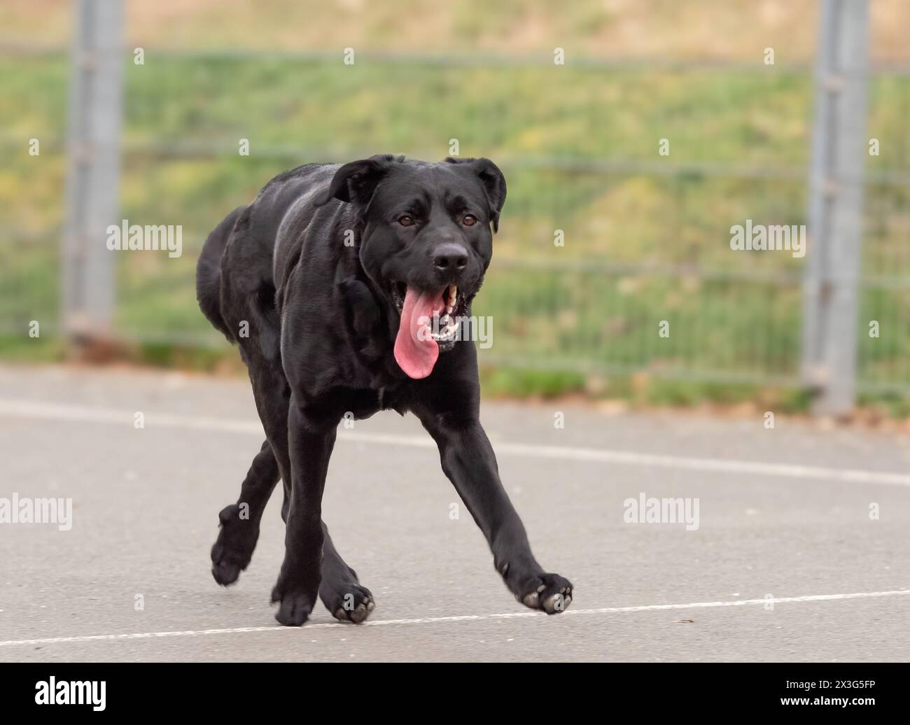 A cane corso german shepherd mix in Jena while training Stock Photo - Alamy