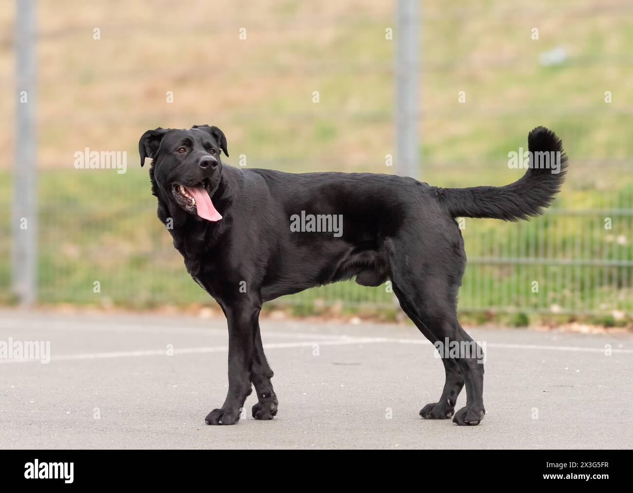 A cane corso german shepherd mix in Jena while training Stock Photo - Alamy