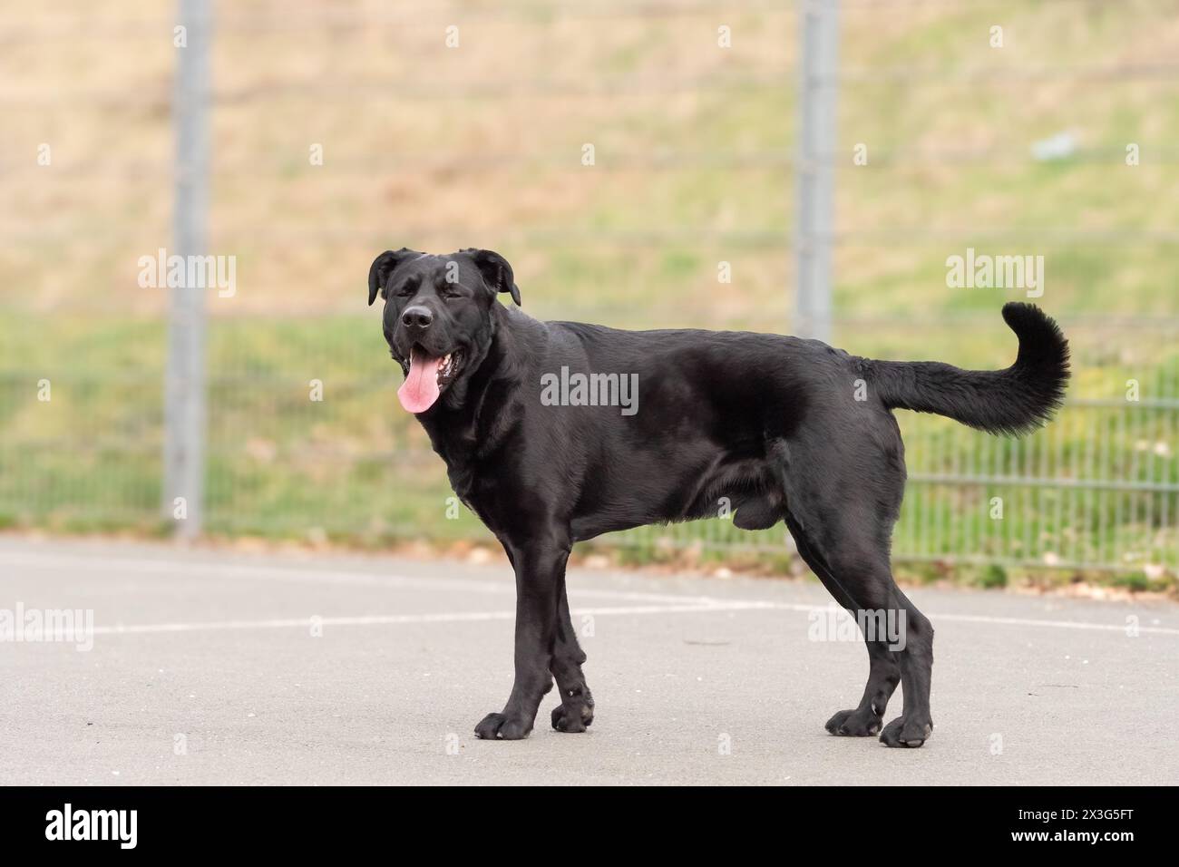 A cane corso german shepherd mix in Jena while training Stock Photo - Alamy