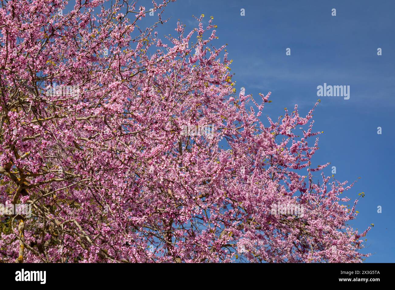 Judas tree with purple flowers, Ancient Olympia, Olympia, Greece Stock ...