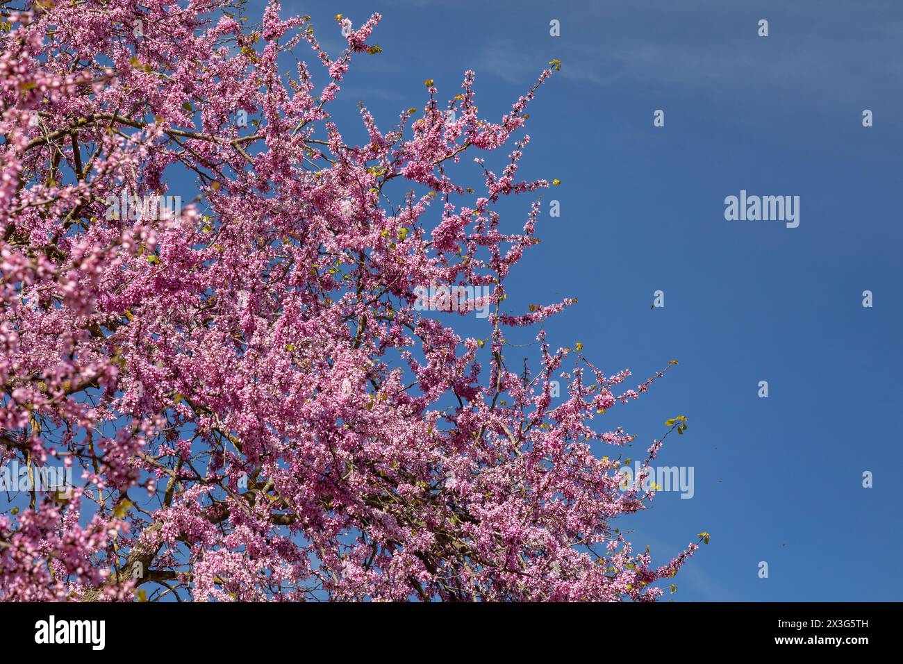 Judas tree with purple flowers, Ancient Olympia, Olympia, Greece Stock ...