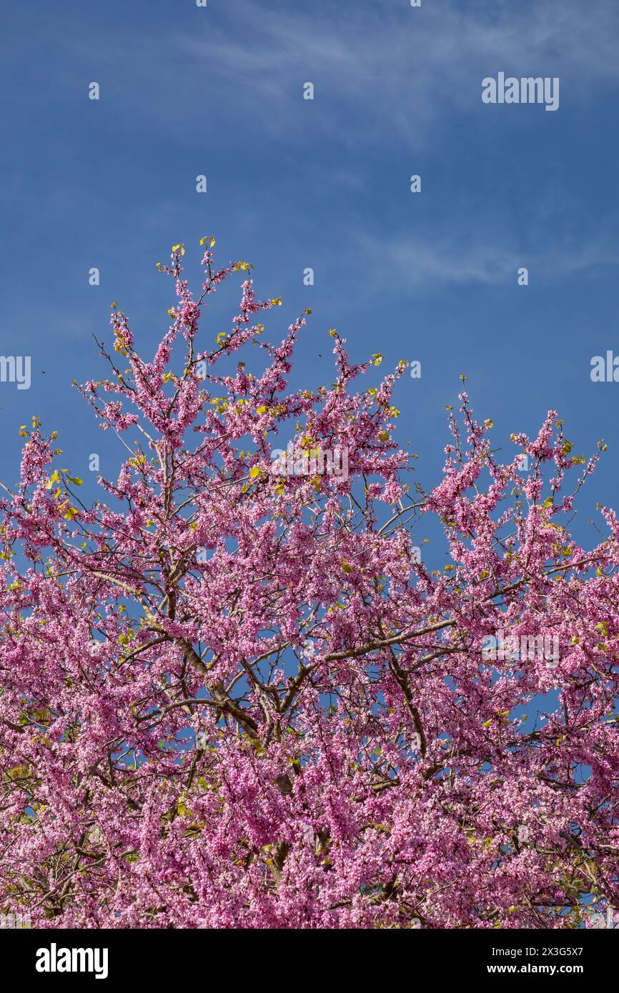 Judas tree with purple flowers, Ancient Olympia, Olympia, Greece Stock ...
