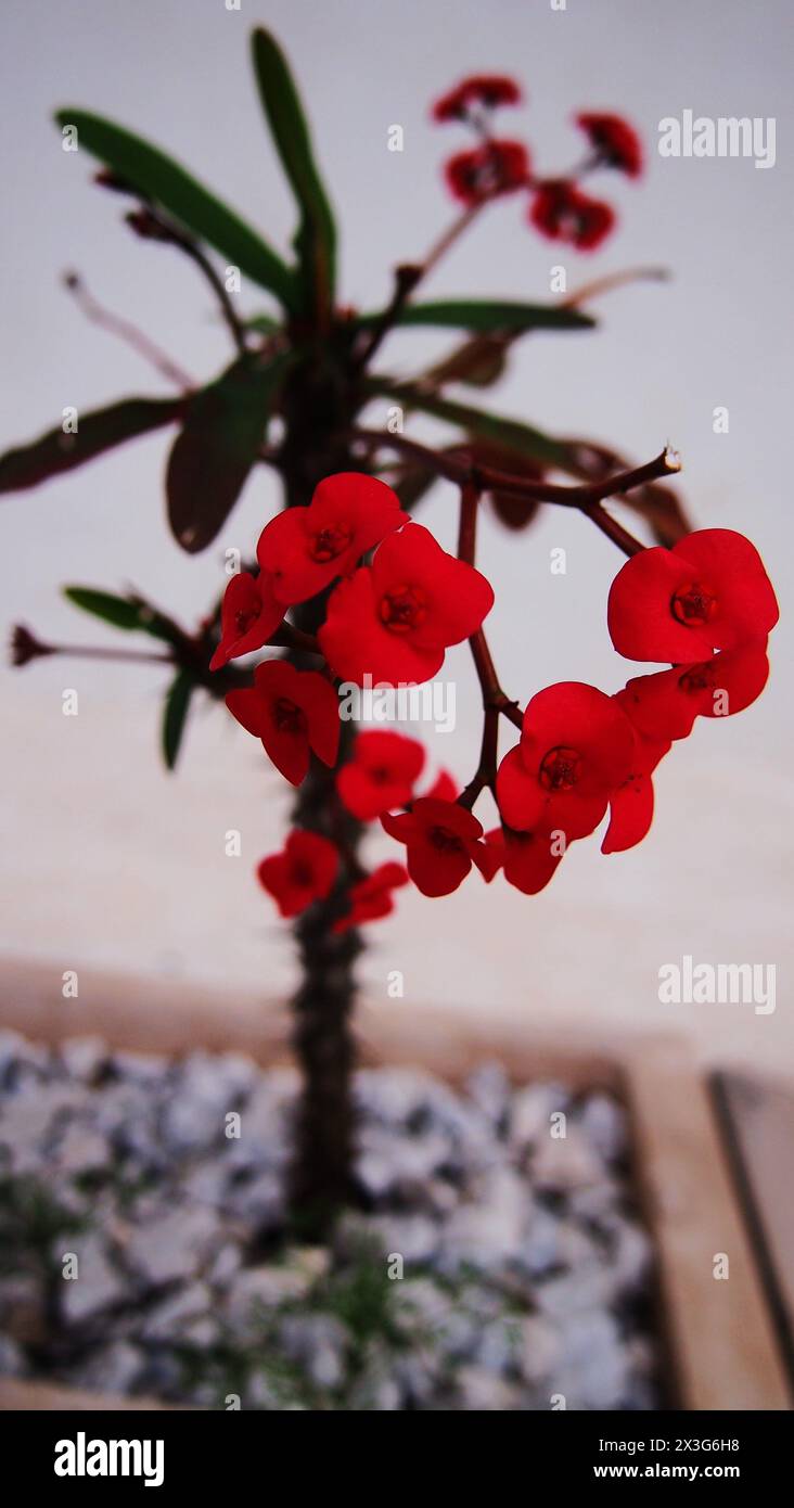 Small organic plants Stock Photo - Alamy