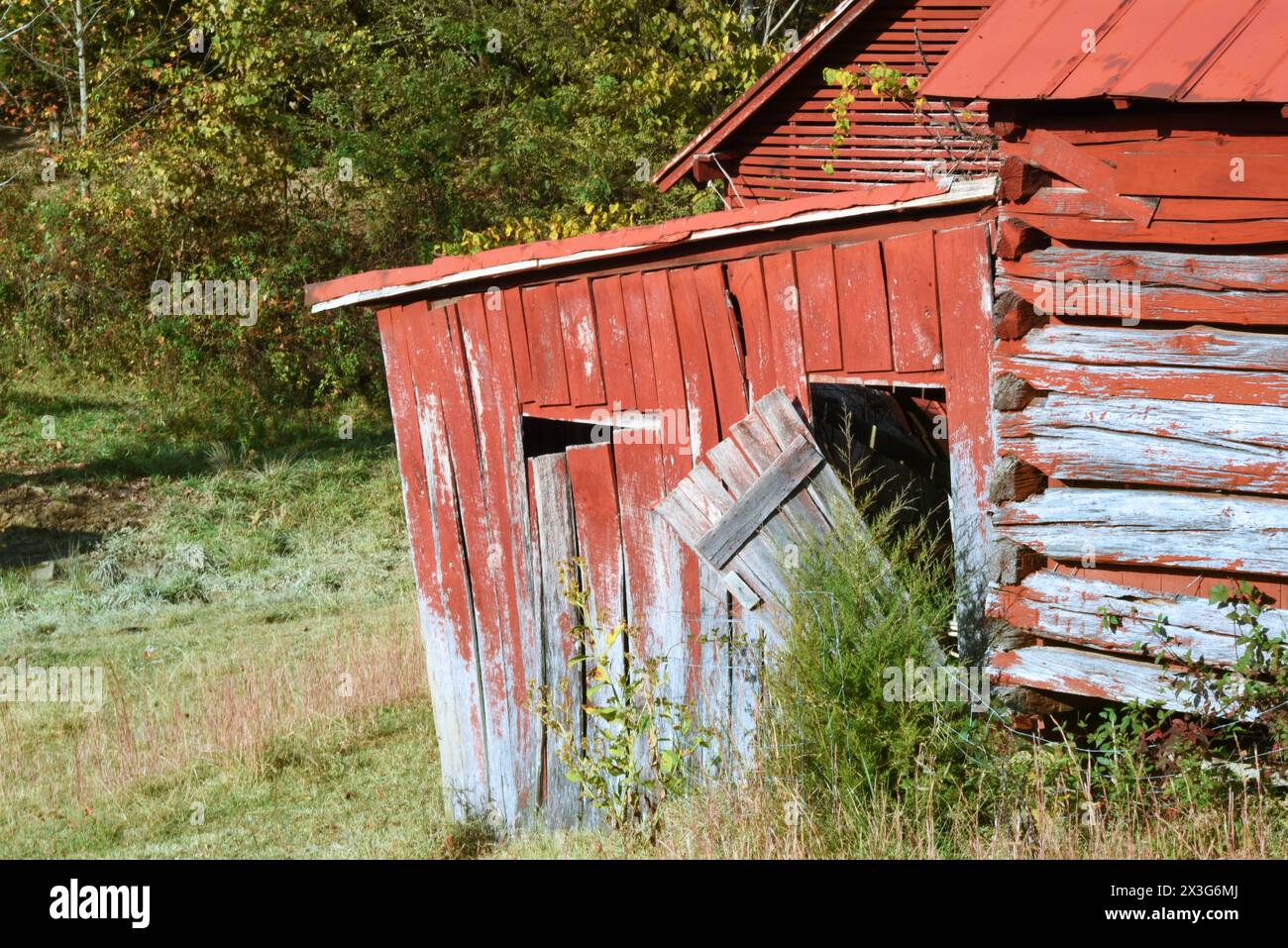 Small shed has been added to a log barn. Shed door is hanging. Log barn ...