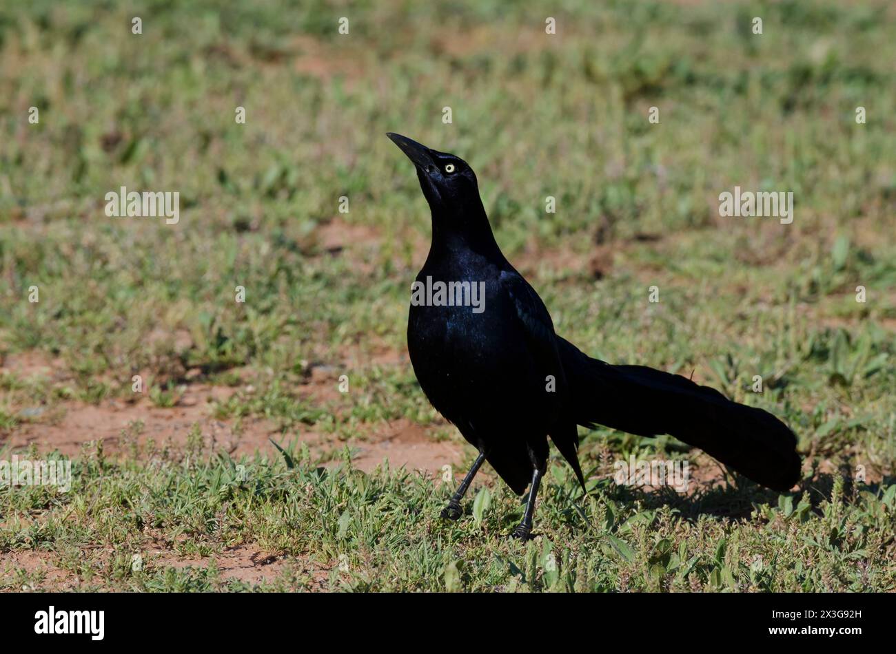 Male black great tailed hi-res stock photography and images - Alamy