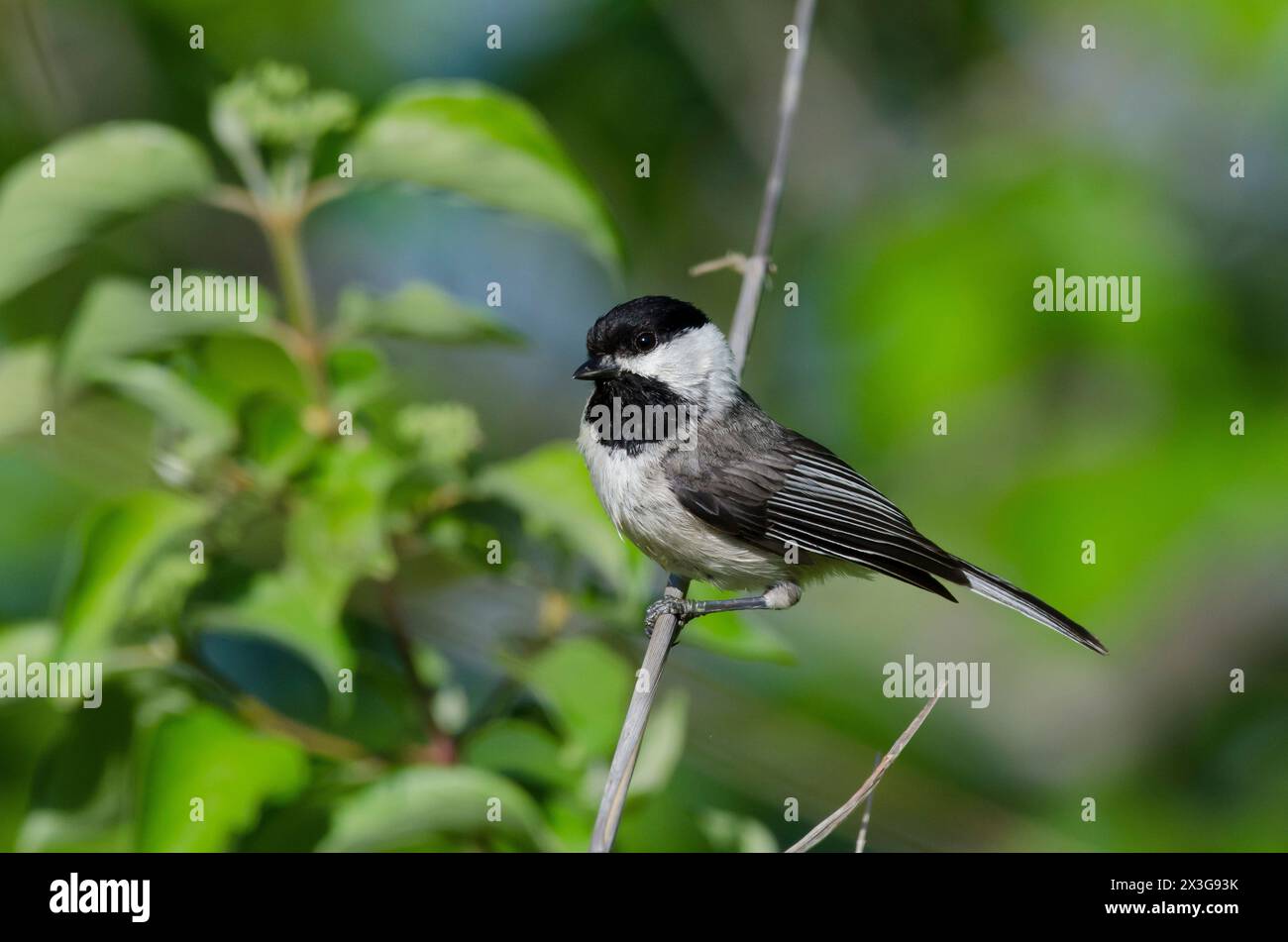 Poecile carolinensis hi-res stock photography and images - Alamy