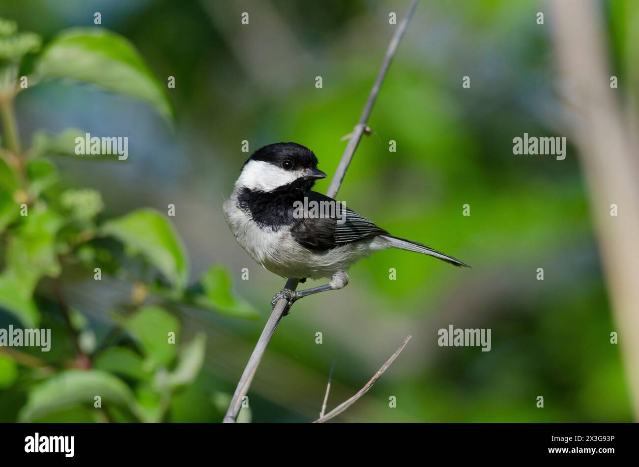 Poecile carolinensis hi-res stock photography and images - Alamy