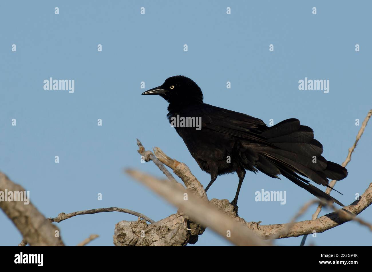 Great-tailed Grackle, Quiscalus mexicanus, male Stock Photo - Alamy