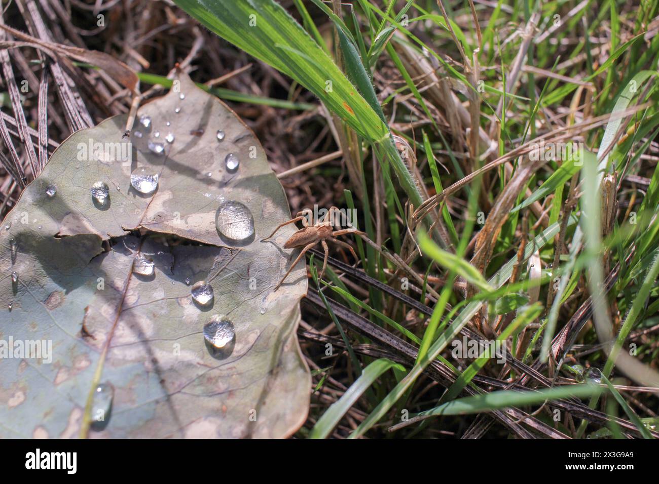Top view rain droplets hi-res stock photography and images - Alamy