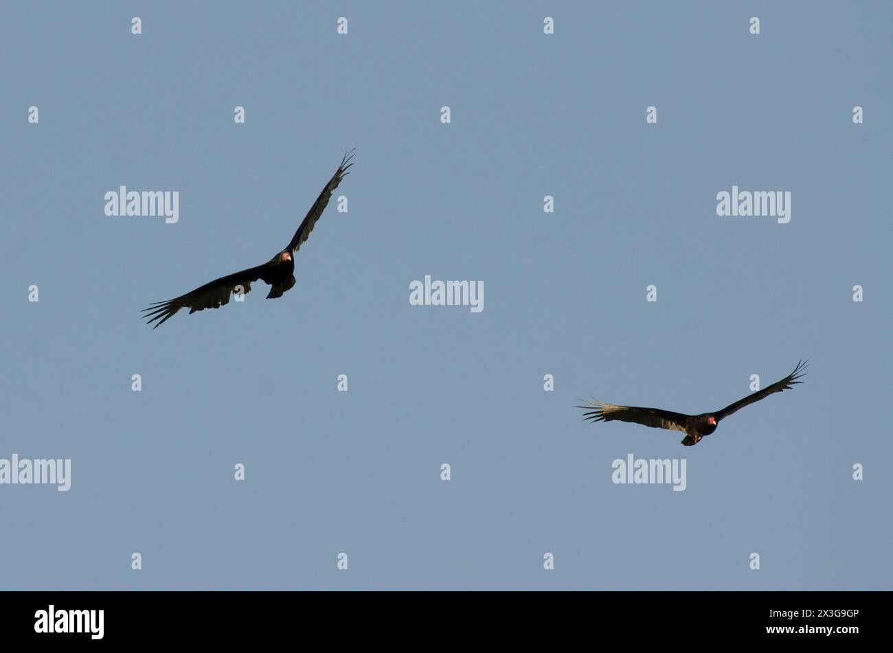 Turkey Vultures, Cathartes aura, soaring Stock Photo - Alamy
