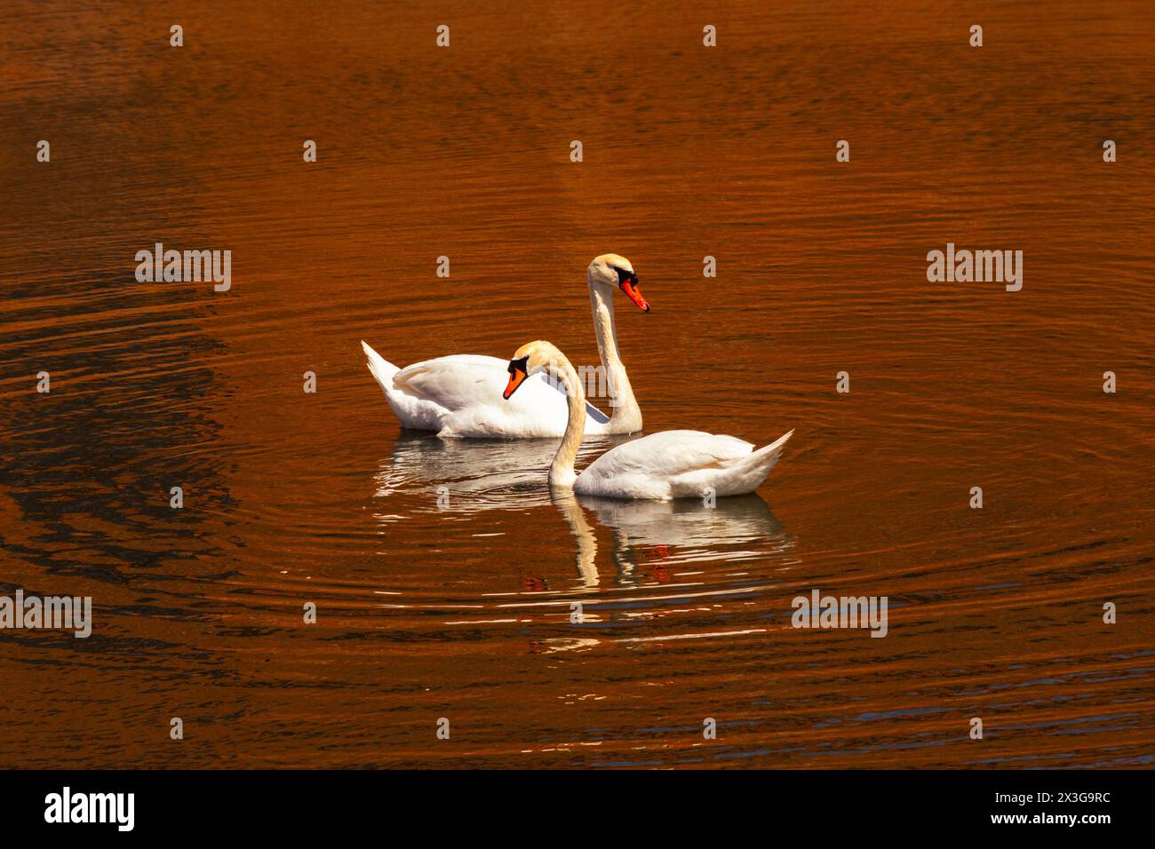 Two Mute Swans going in opposite directions in center of a lake calmly ...