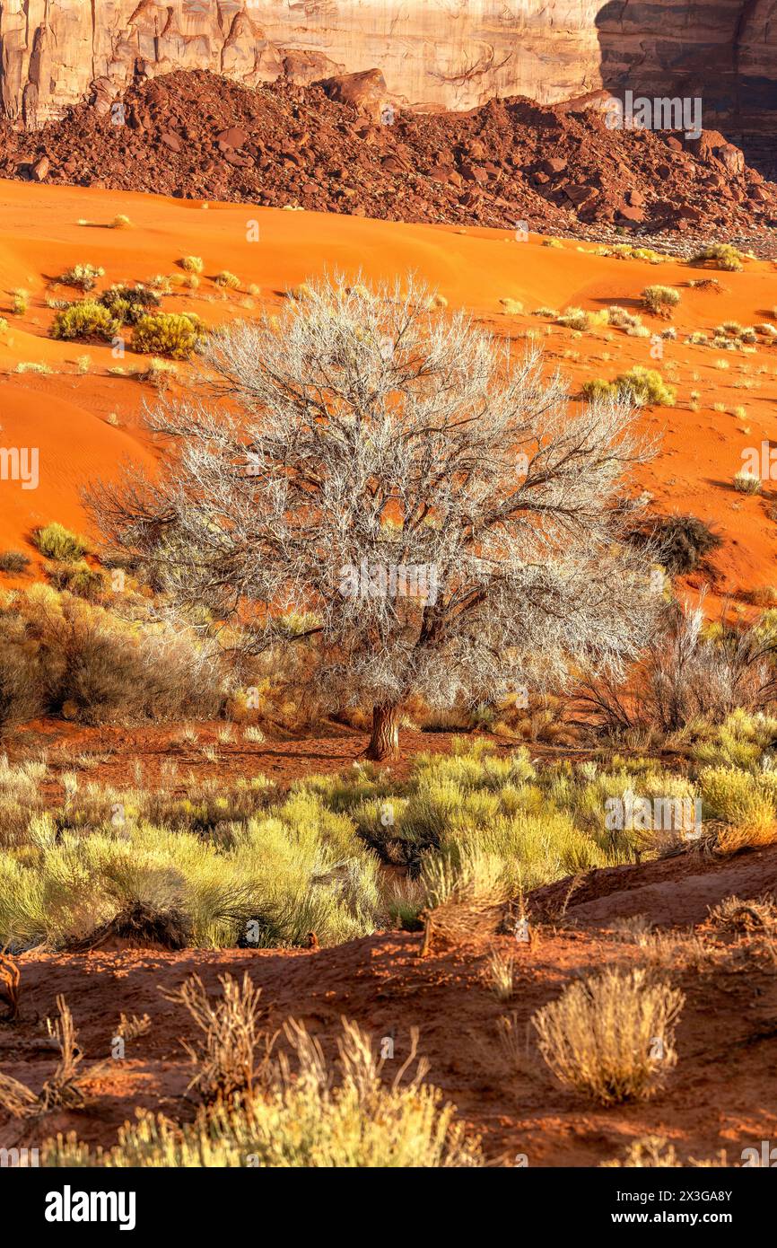 A cottonwood tree growing in the midst of orange dirt and sand in ...