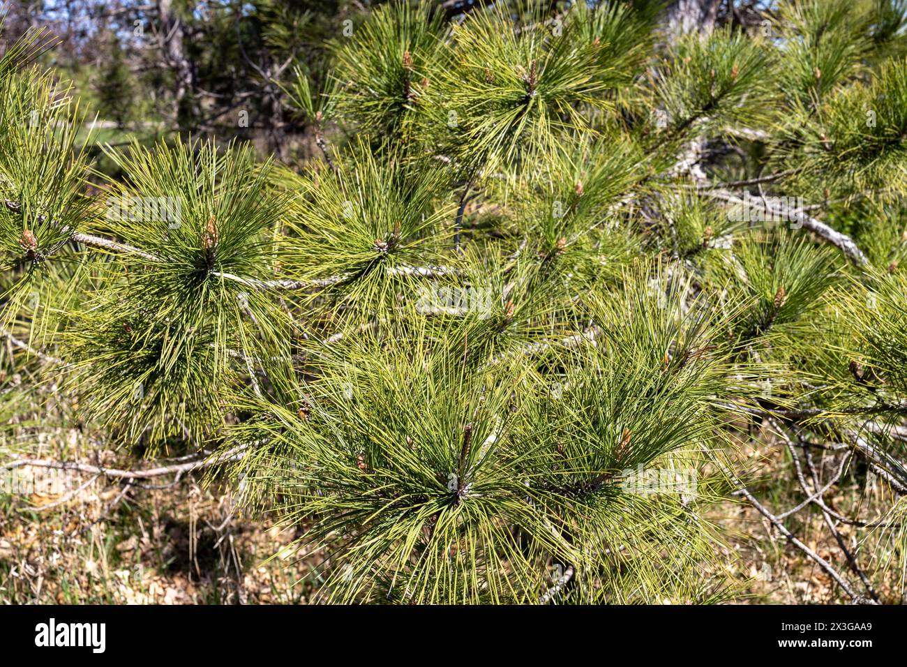 Full frame close-up texture background of long needle pine tree ...