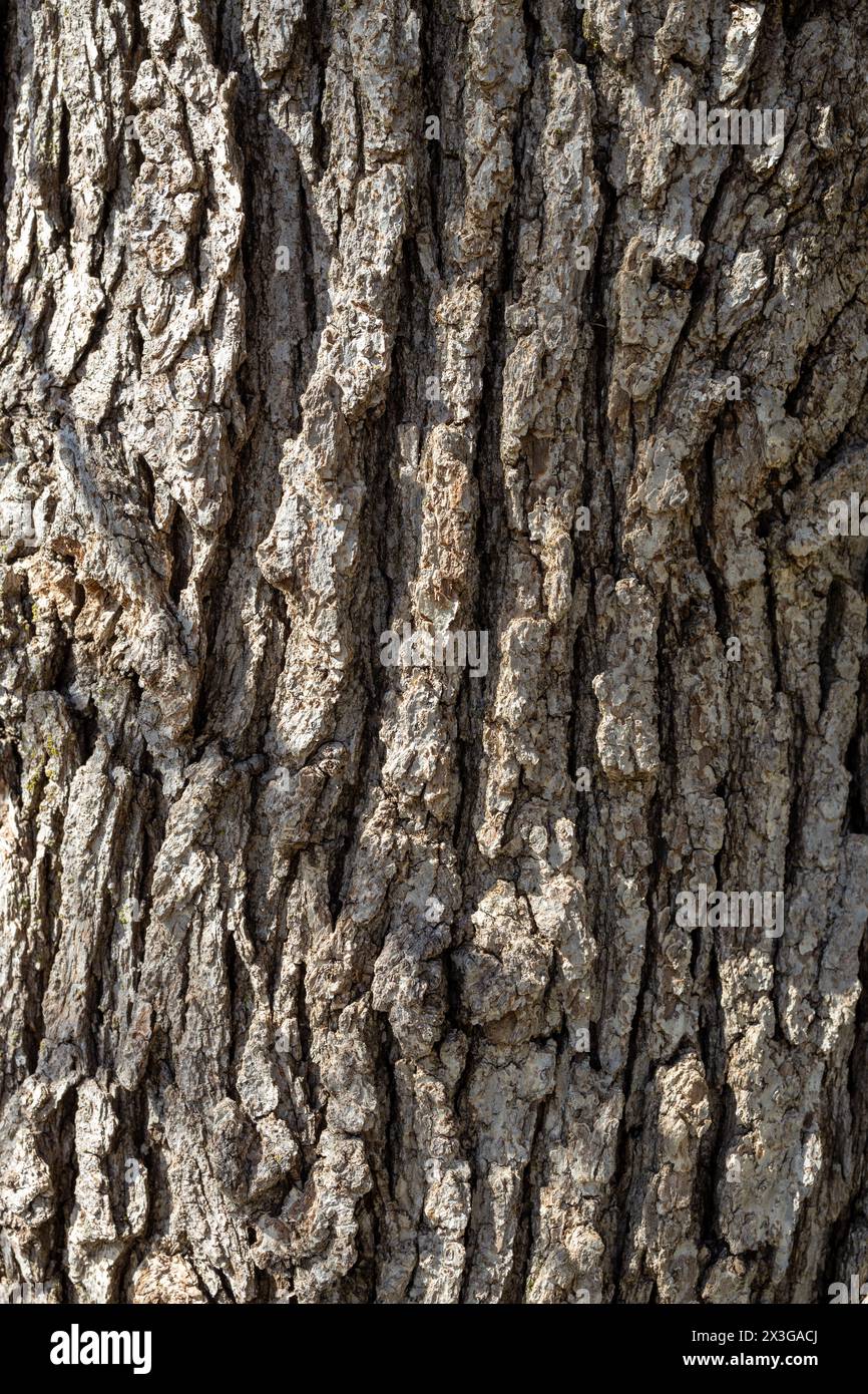 Full frame macro abstract background of textured bark on a bur oak tree ...