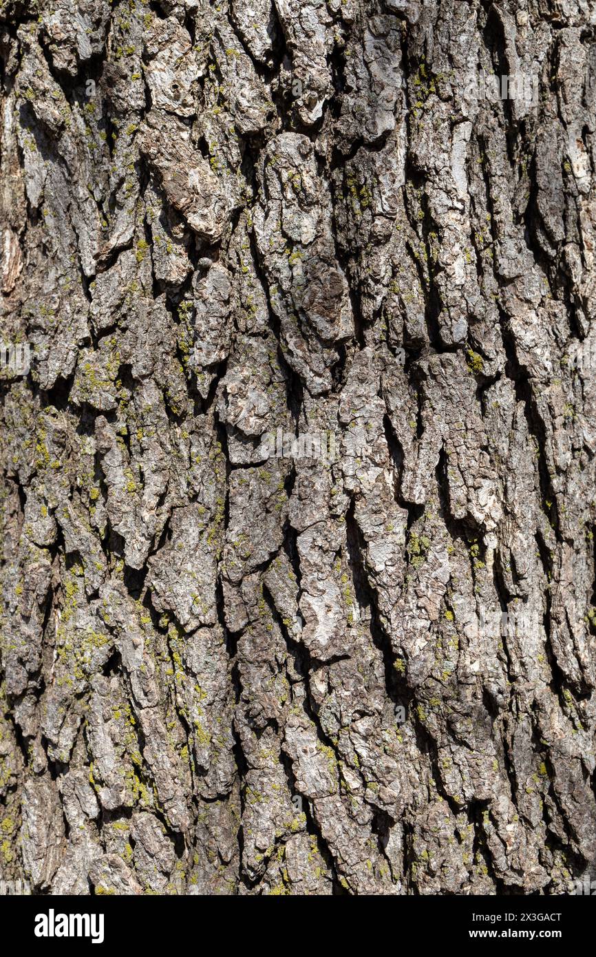 Full frame macro abstract background of textured bark on a white swamp ...