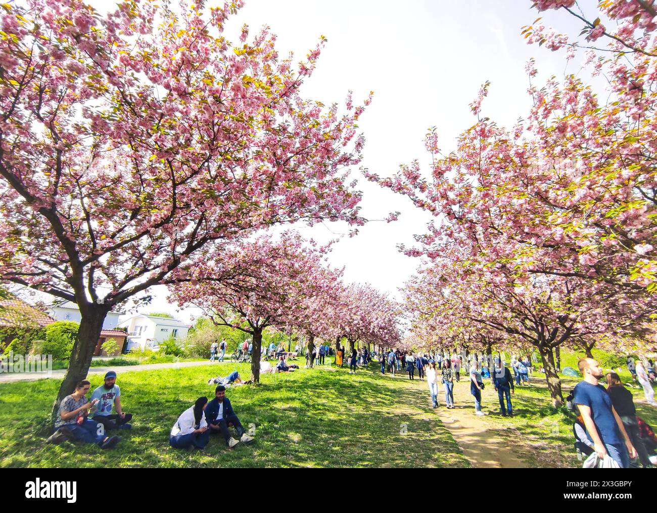 People enjoy spring sunny day on the TV Asahi Cherry blossom avenue ...